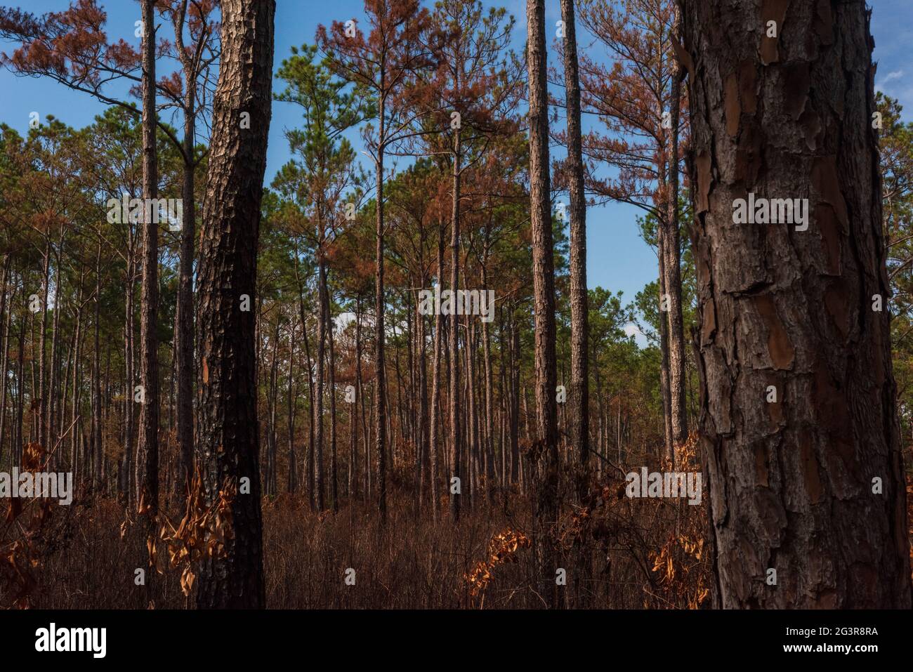 Flame-scarred longleaf pine trees grow in the Weeks Bay Pitcher Plant ...