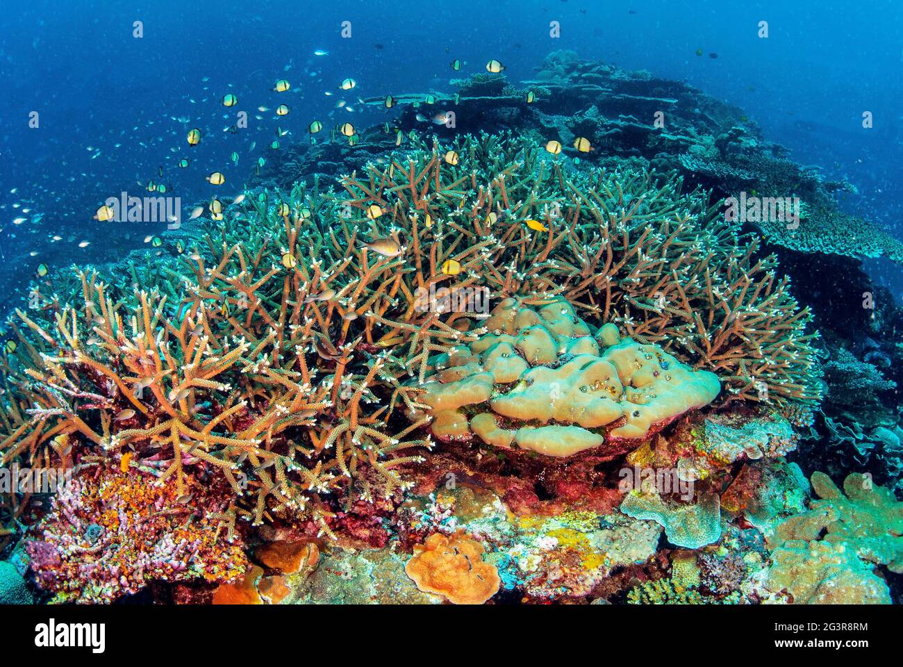 School of reticulated dascyllus over hard coral reef, Solomon Islands ...