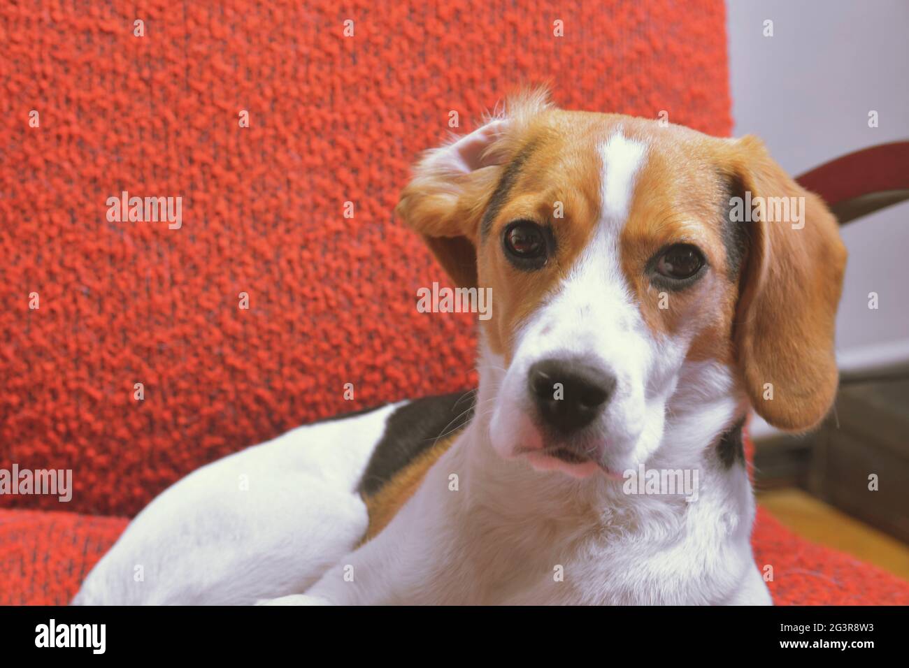 Do All Beagles Have Long Ears