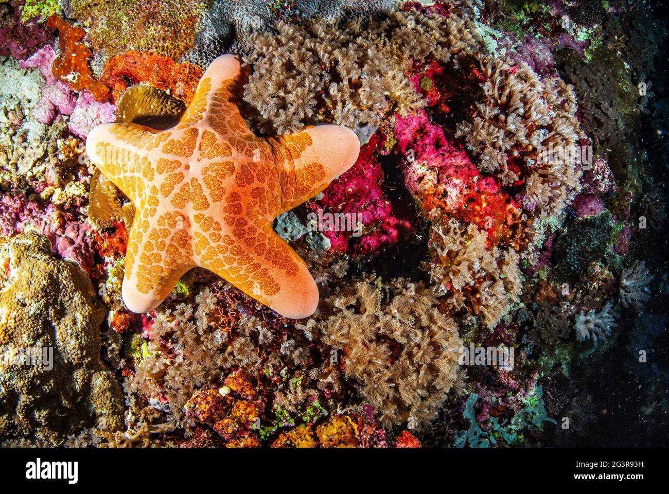 Orange starfish on coral head, Solomon Islands Stock Photo - Alamy