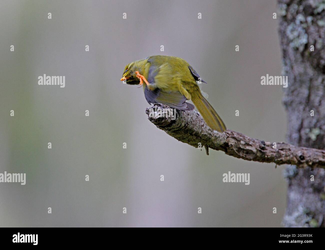 Bell Miner (Manorina melanophrys) adult male perched on dead branch ...