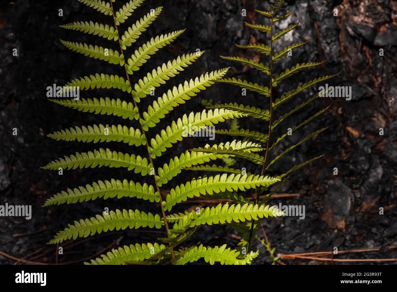 Ferns grow in the shade of a charred longleaf pine tree at the Weeks ...