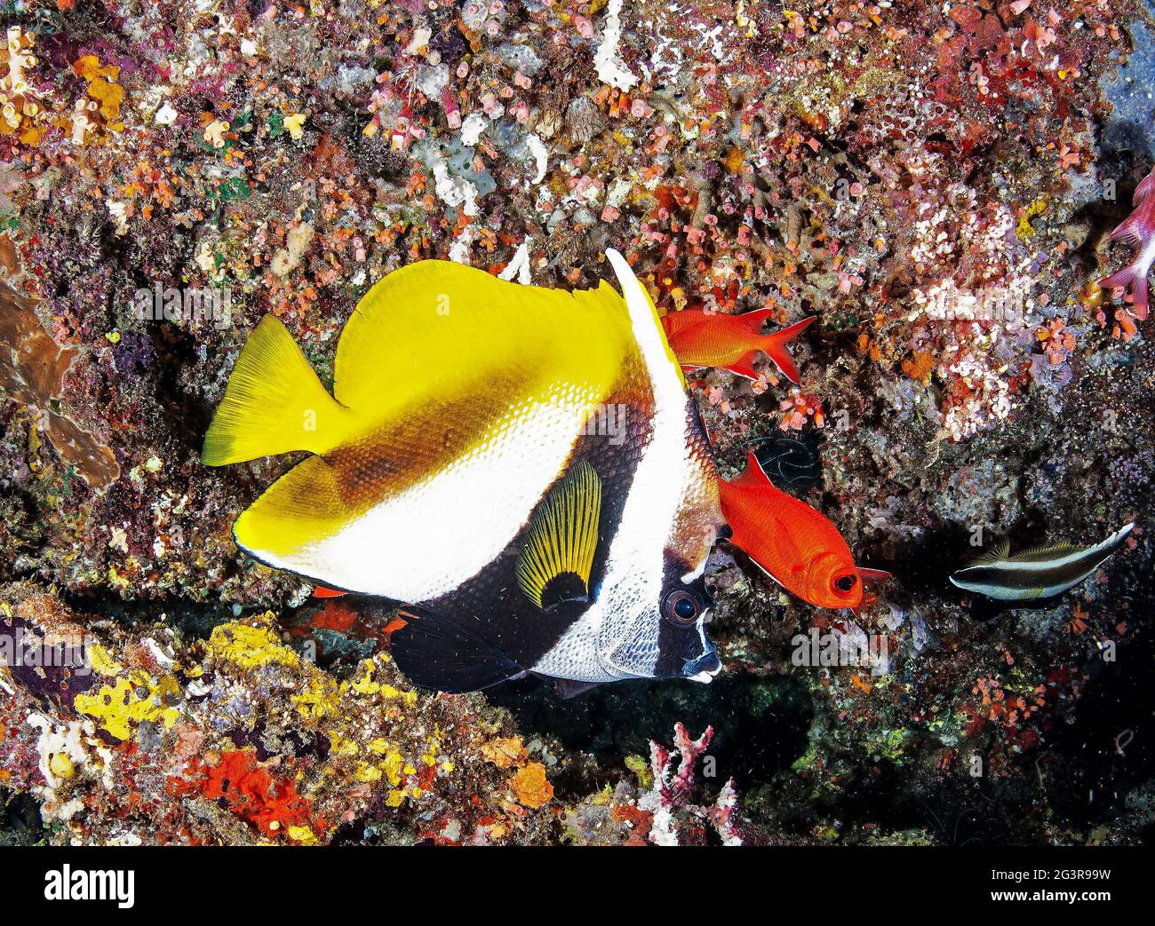 Masked bannerfish heniochus chaetodontidae on reef wall hi-res stock ...