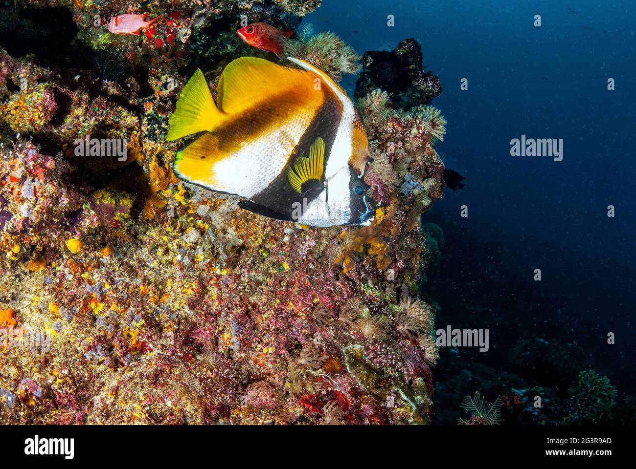 Masked bannerfish heniochus chaetodontidae on reef wall hi-res stock ...