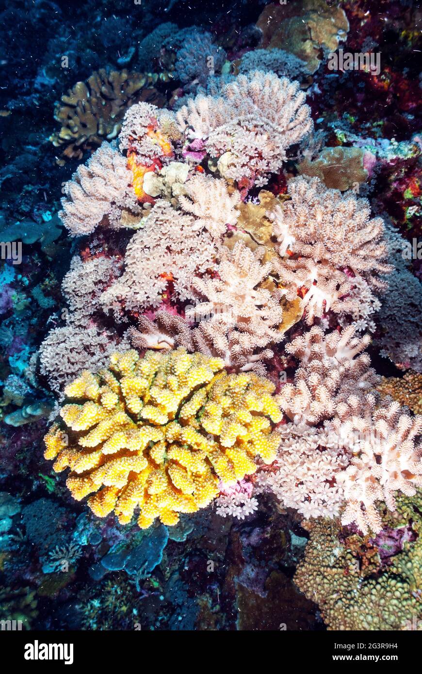 Corals with extended polyps feeding hi-res stock photography and images ...