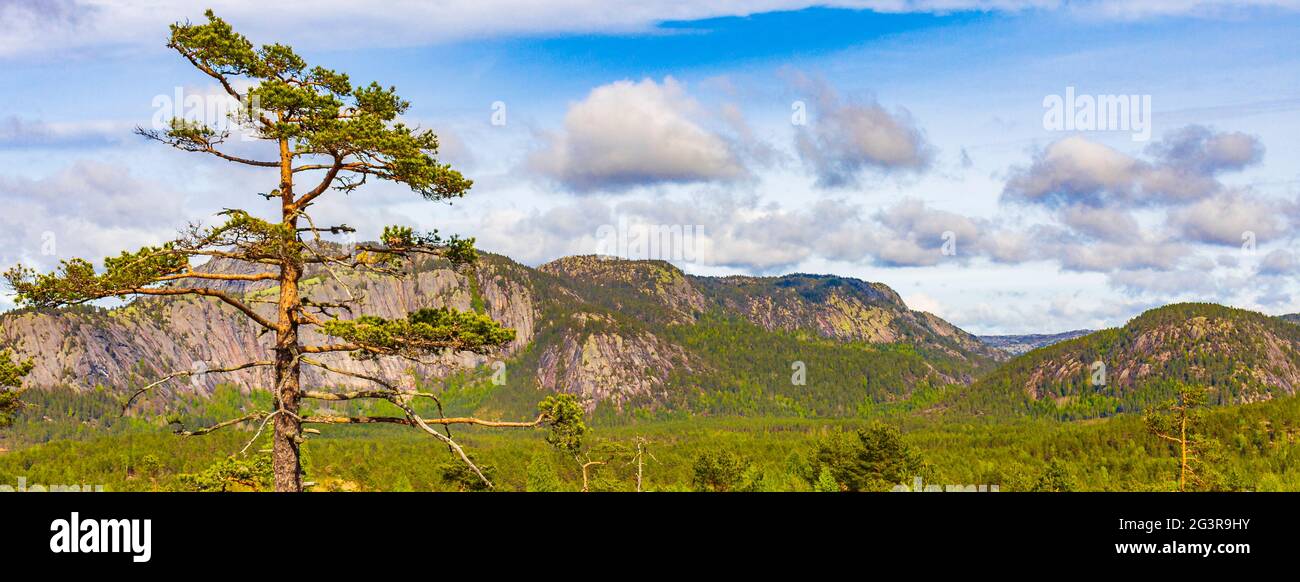 Panorama with fir trees and mountains in nature landscape of Treungen ...