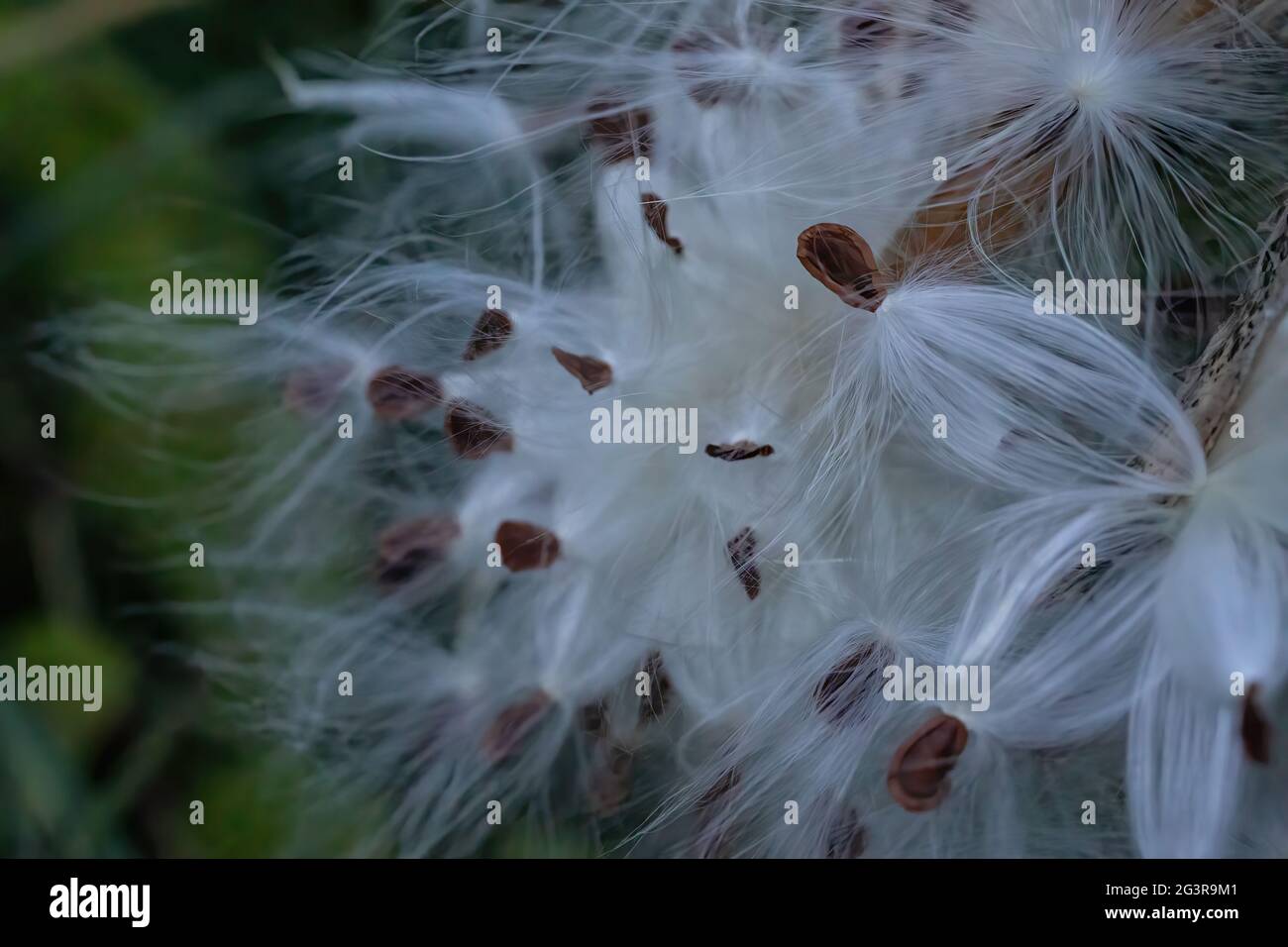 Seeds in wind on green hi-res stock photography and images - Alamy