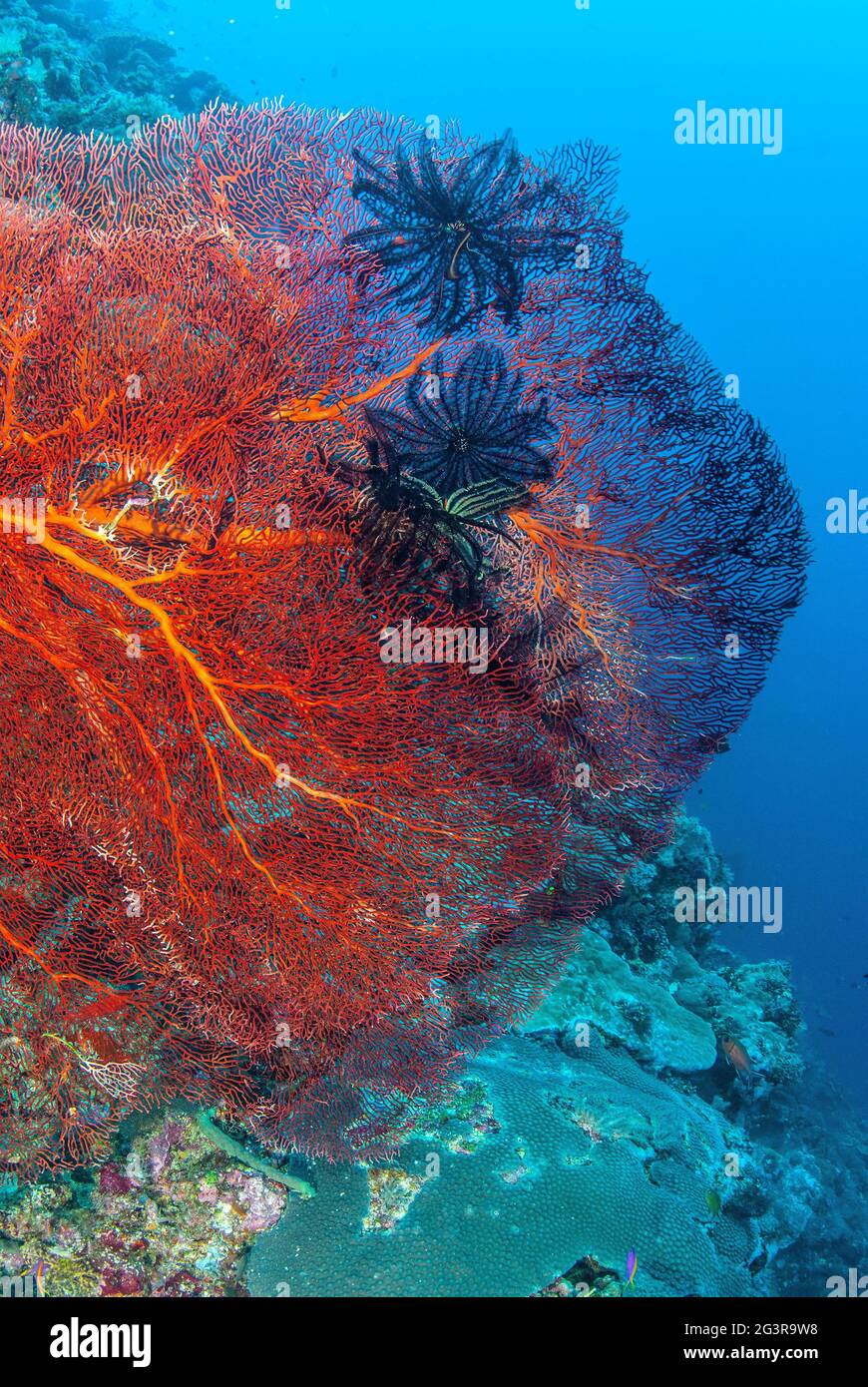 Crinoids clinging to red sea fan feeding in current hi-res stock ...