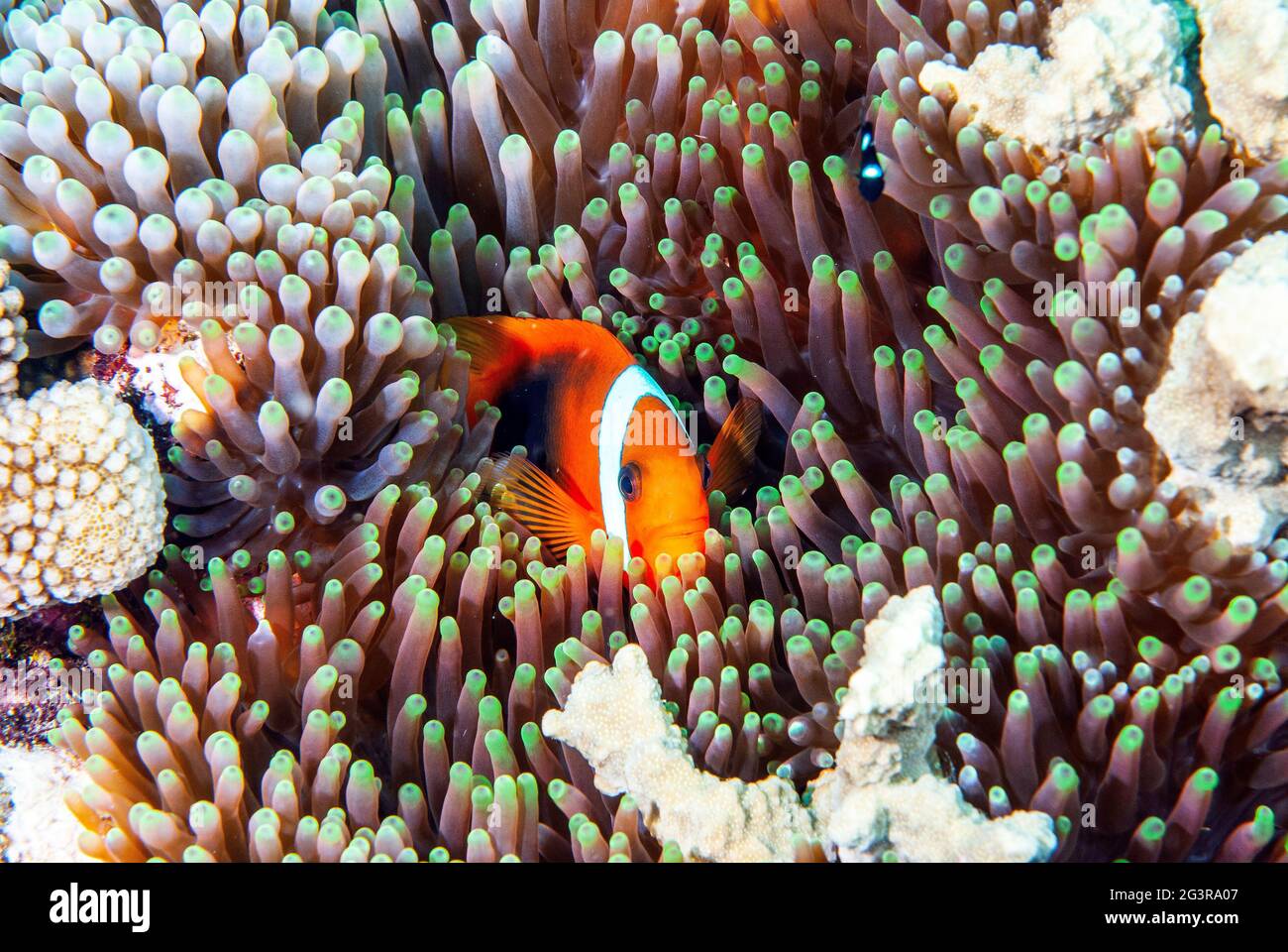 Female Tomato anemonefish (Amphiprion frenatus) on anemone host ...