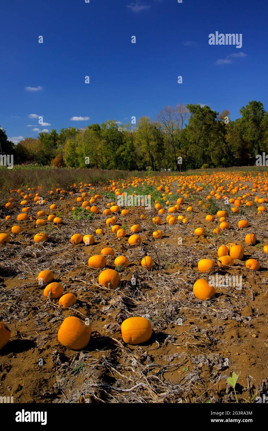 Hacklebarney Farm, Chester New Jersey, USA. Seasonal farm for Apples ...