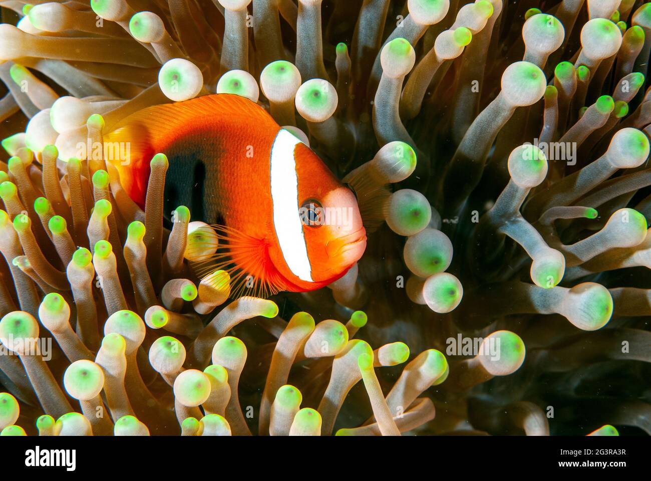 Female Tomato anemonefish (Amphiprion frenatus) on anemone host ...
