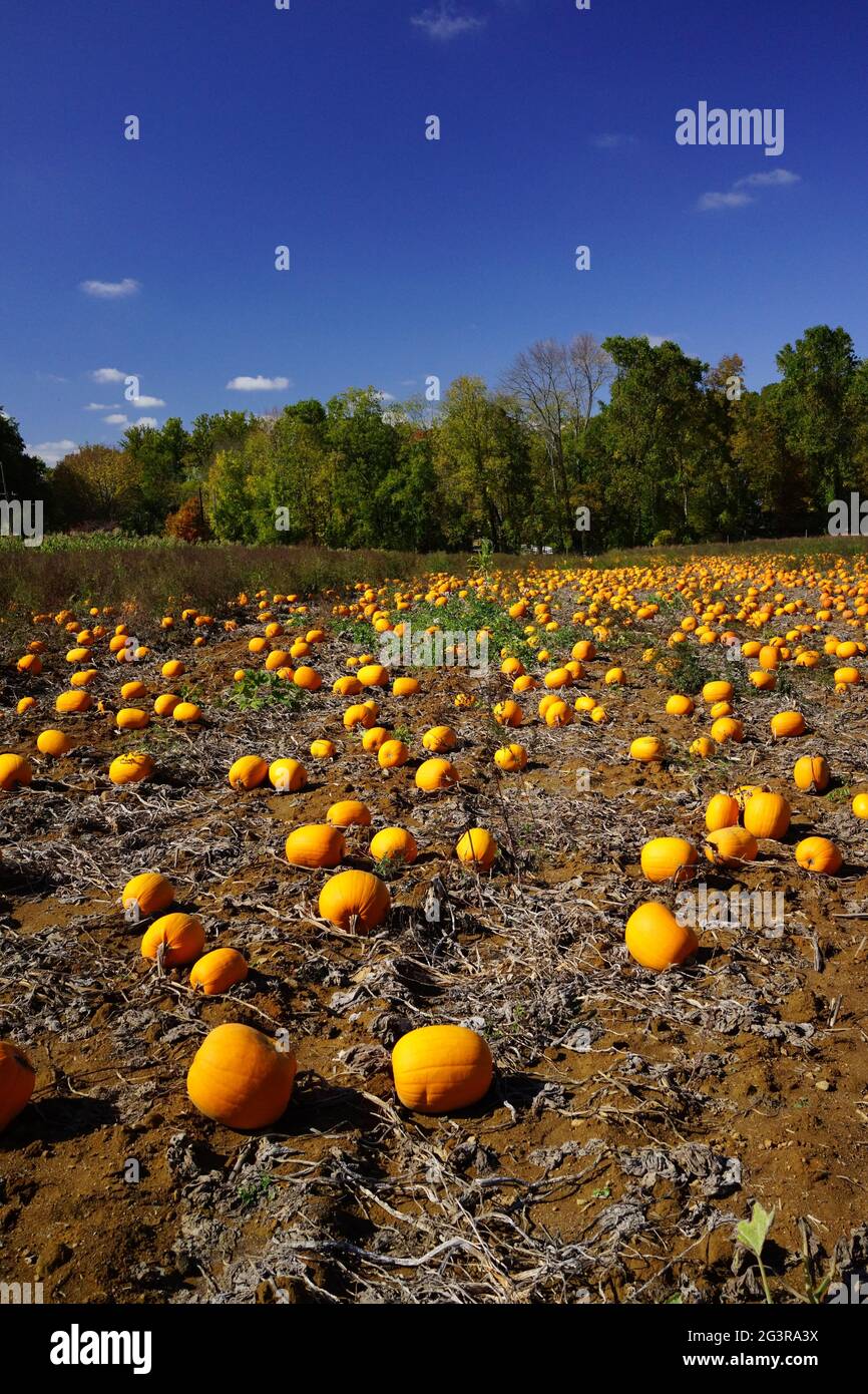 Hacklebarney Farm, Chester New Jersey, USA. Seasonal farm for Apples ...