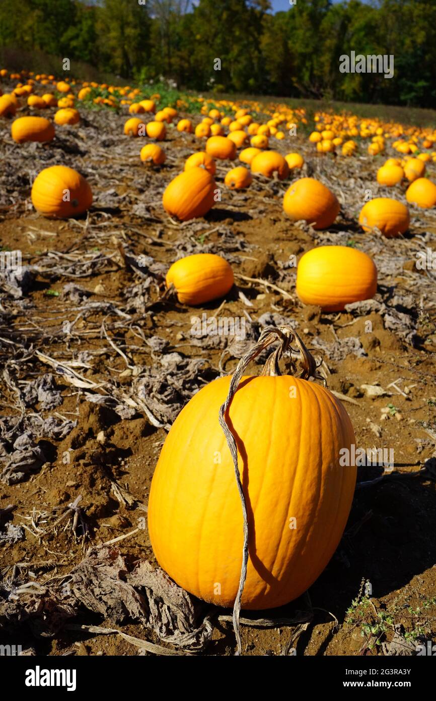 Hacklebarney Farm, Chester New Jersey, USA. Seasonal farm for Apples ...