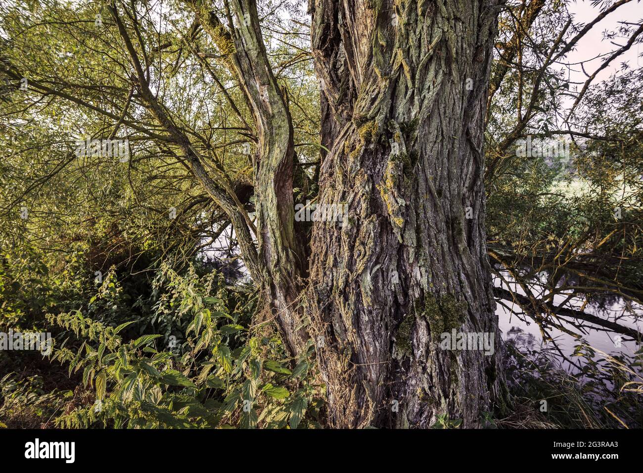 Willow tree bark hi-res stock photography and images - Alamy