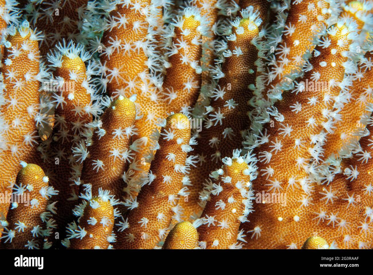 Coral with extended polyps for feeding hi-res stock photography and ...