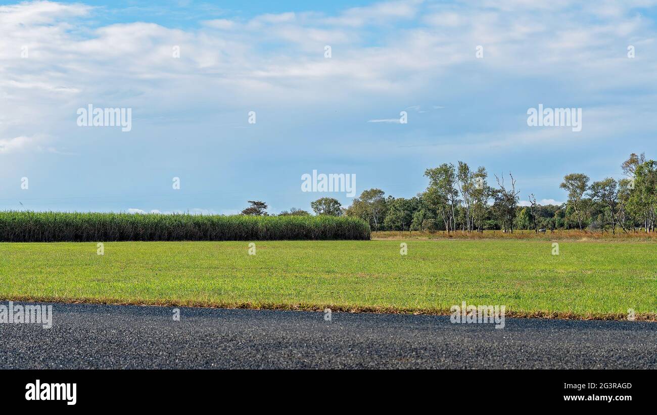 A crop of sugar cane beside a cattle paddock with a bitumen road in ...