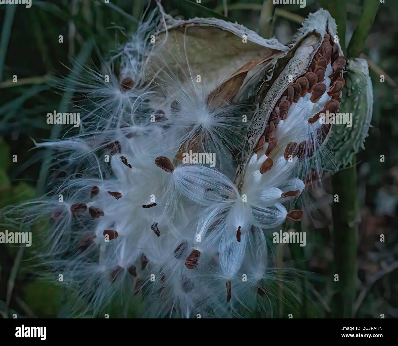 Pod texture hi-res stock photography and images - Alamy