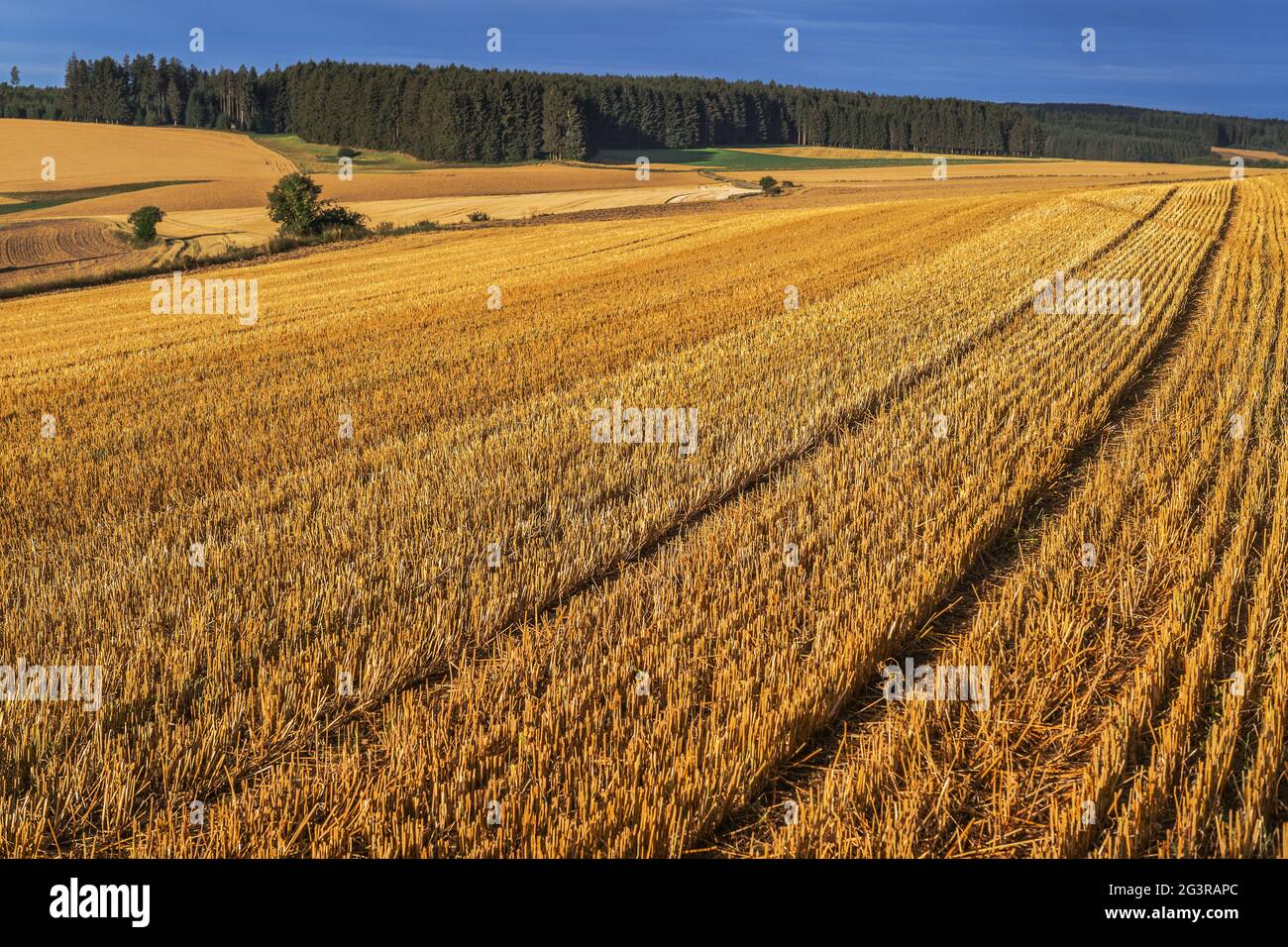 Stubble plants hi-res stock photography and images - Alamy