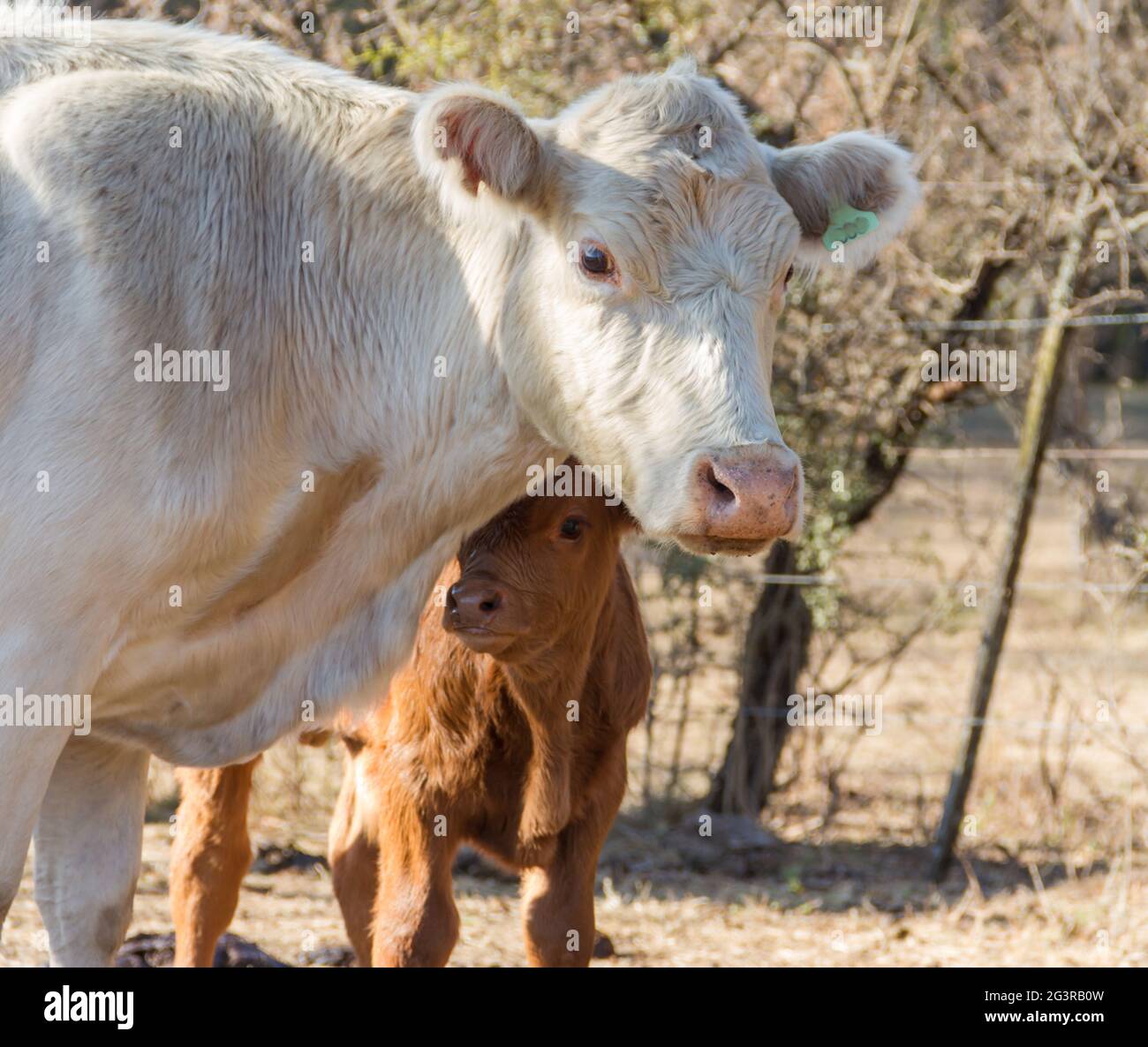 Argentine cows hi-res stock photography and images - Alamy