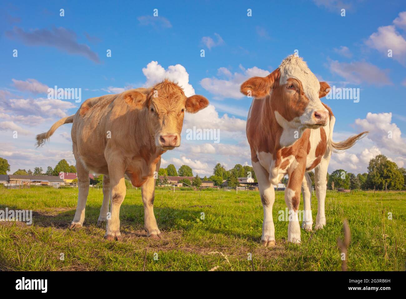 Happy young cows in free nature, pasture, cattle, green meadow, cattle ...
