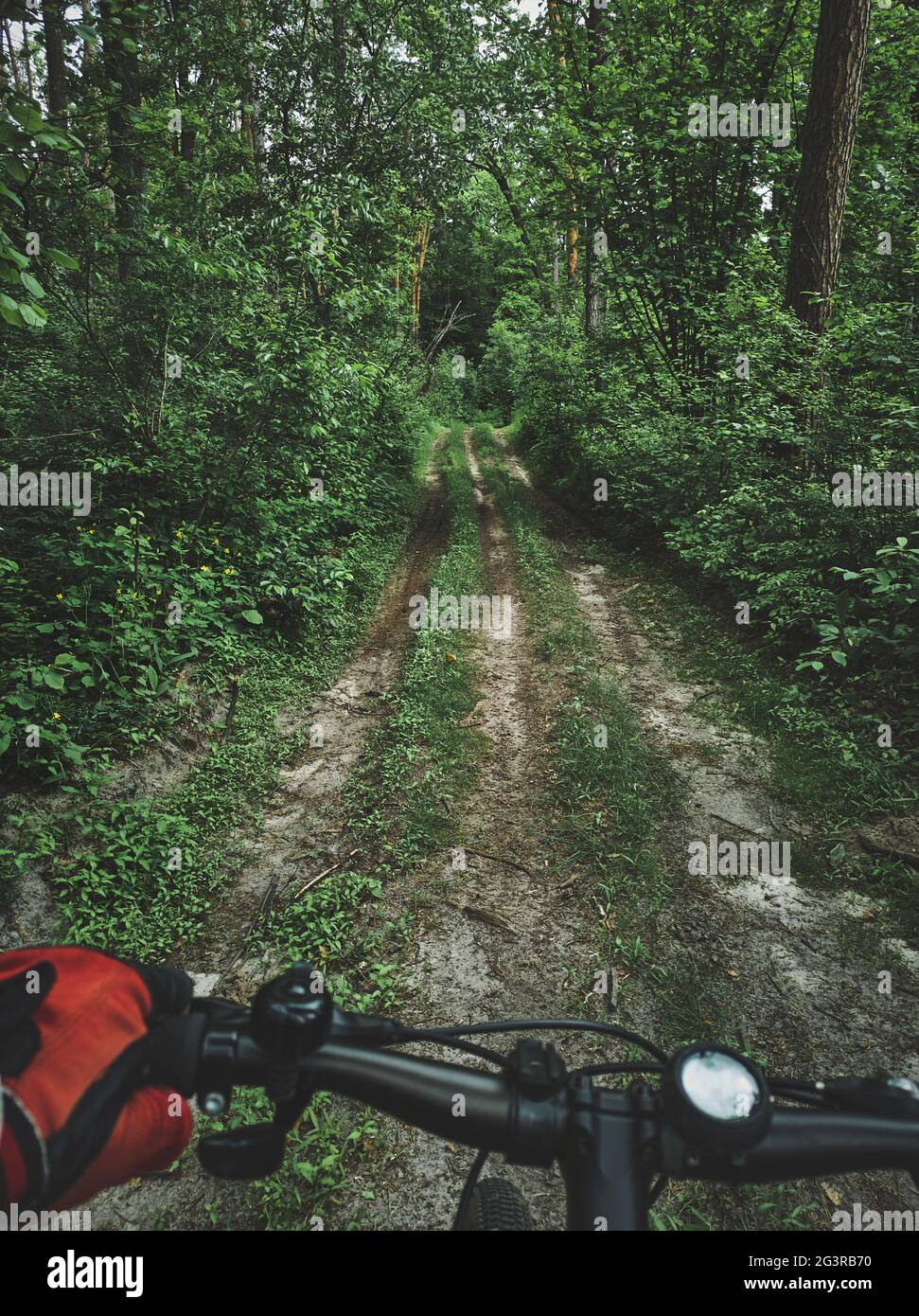 View of an overgrown path in the forest through the eyes of a cyclist ...