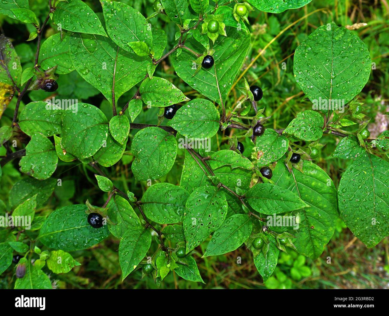 Banewort, dwale, death cherries, deadly nightshade Stock Photo - Alamy