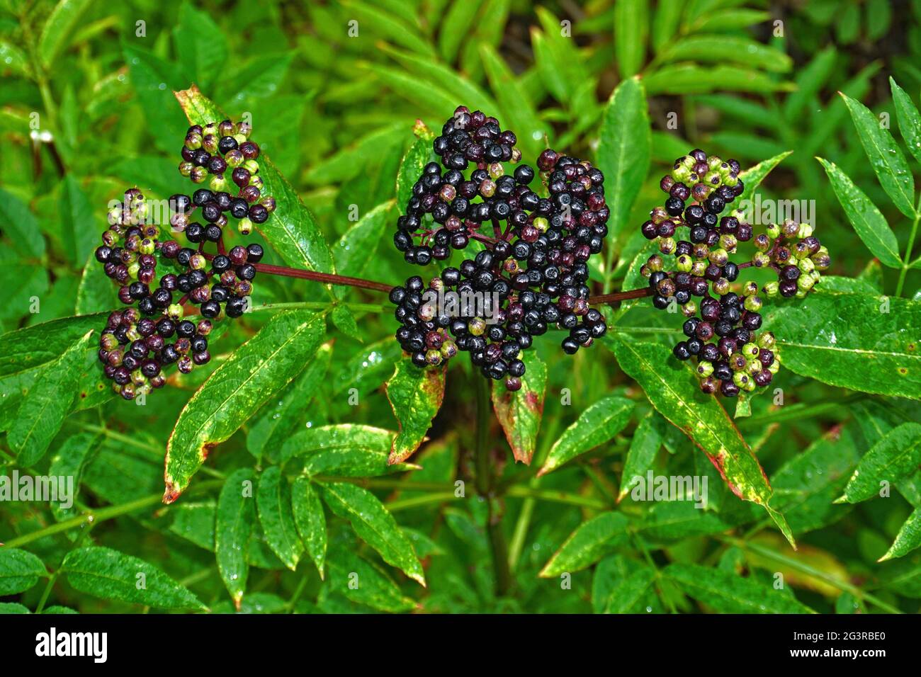 Dwarf Perennials High Resolution Stock Photography and Images - Alamy