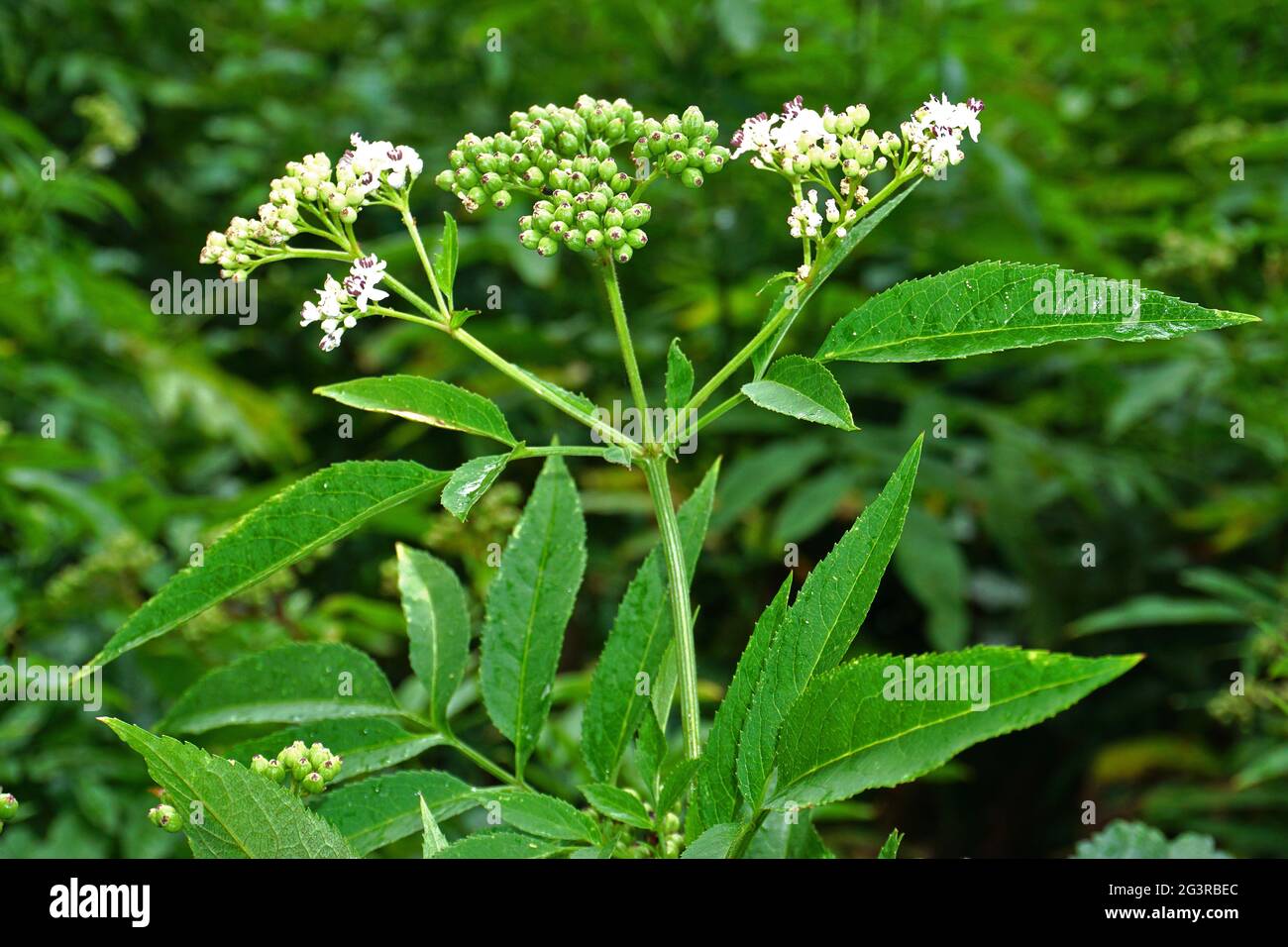 Dwarf perennials hi-res stock photography and images - Alamy