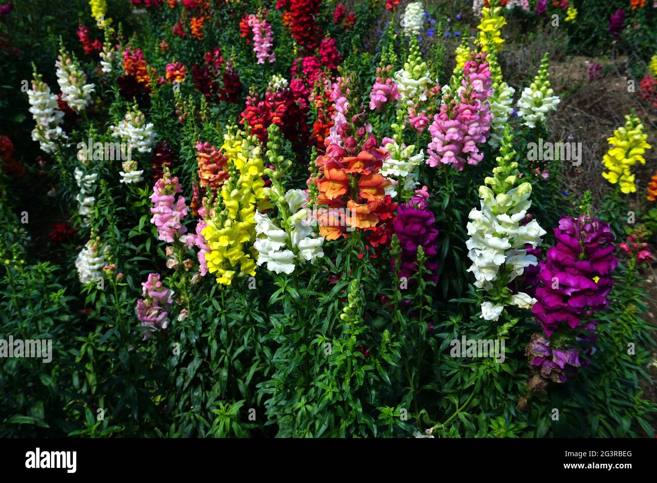 Dragon flowers hi-res stock photography and images - Alamy