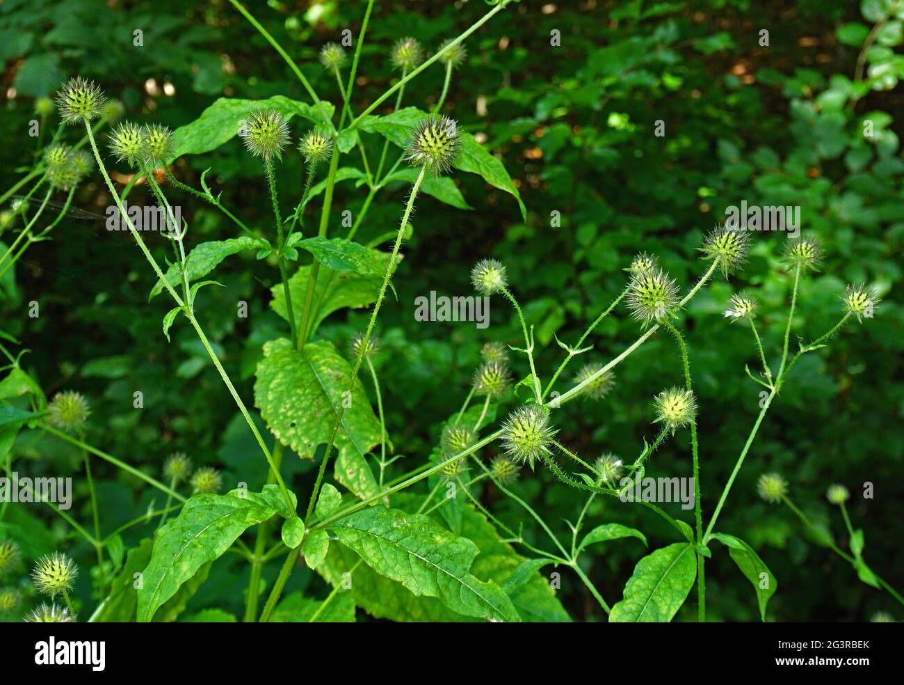 Flowering small teasel hi-res stock photography and images - Alamy