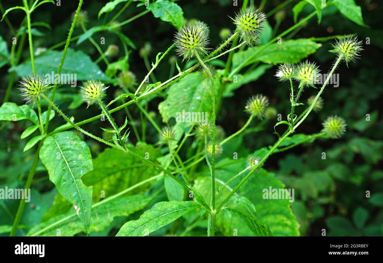Flowering small teasel hi-res stock photography and images - Alamy