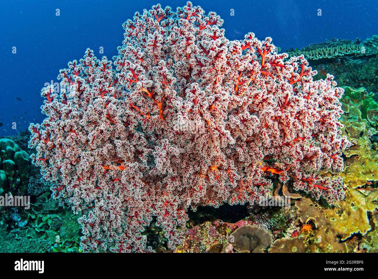 Coral feeding polyps hi-res stock photography and images - Alamy