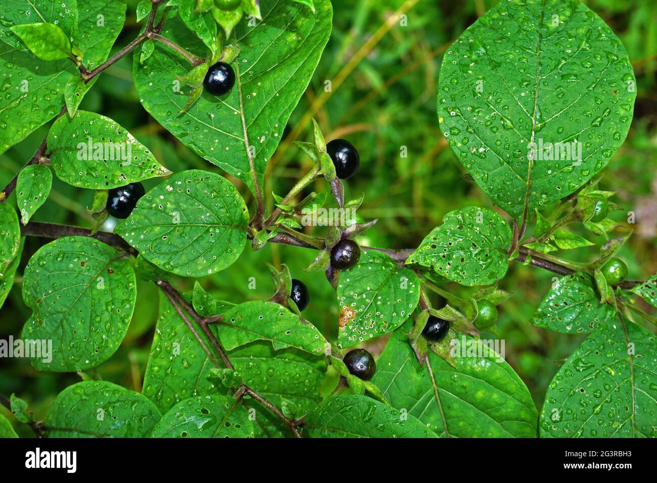 Deadly nightshade plant hi-res stock photography and images - Alamy