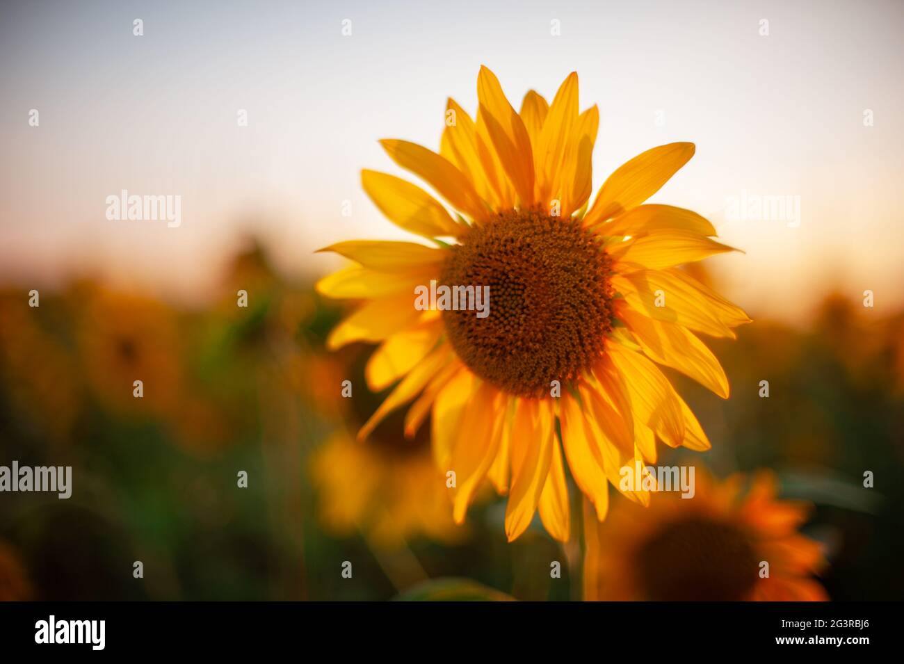 Sunflower at sunset Stock Photo - Alamy