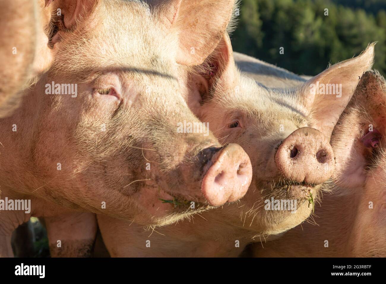 pigs on a farm in Switzerland Stock Photo - Alamy
