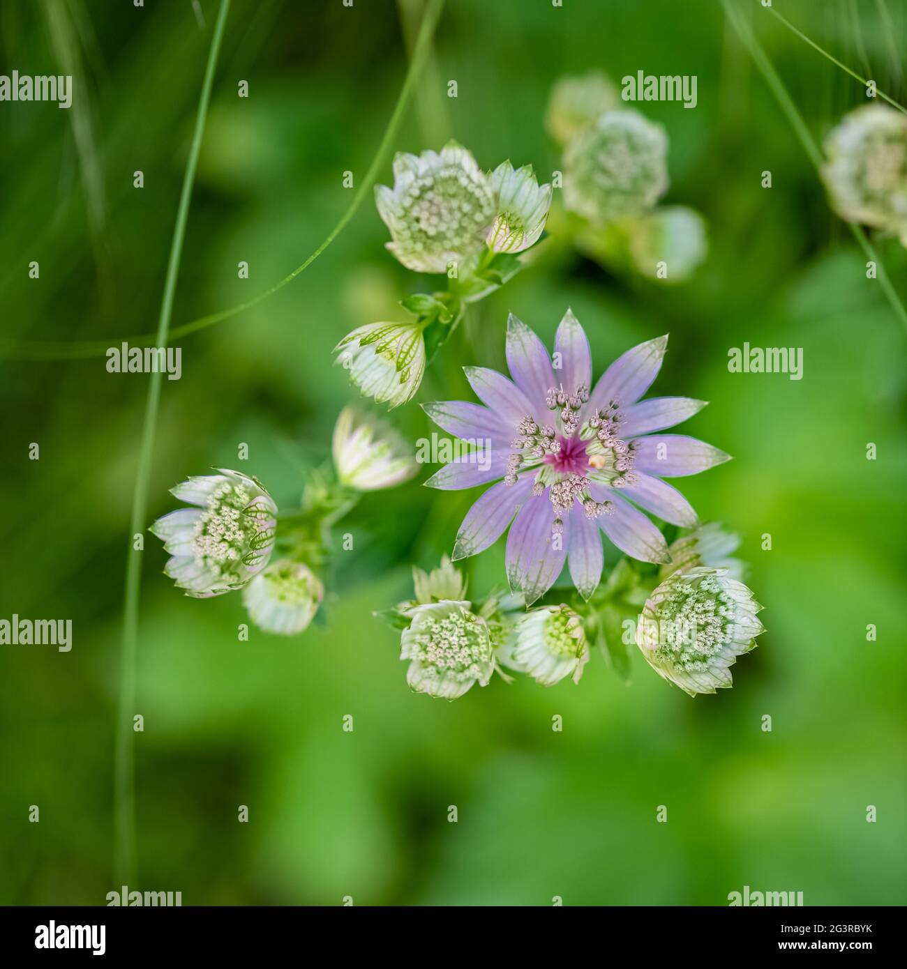 Astrantia Major Flower High Resolution Stock Photography and Images - Alamy