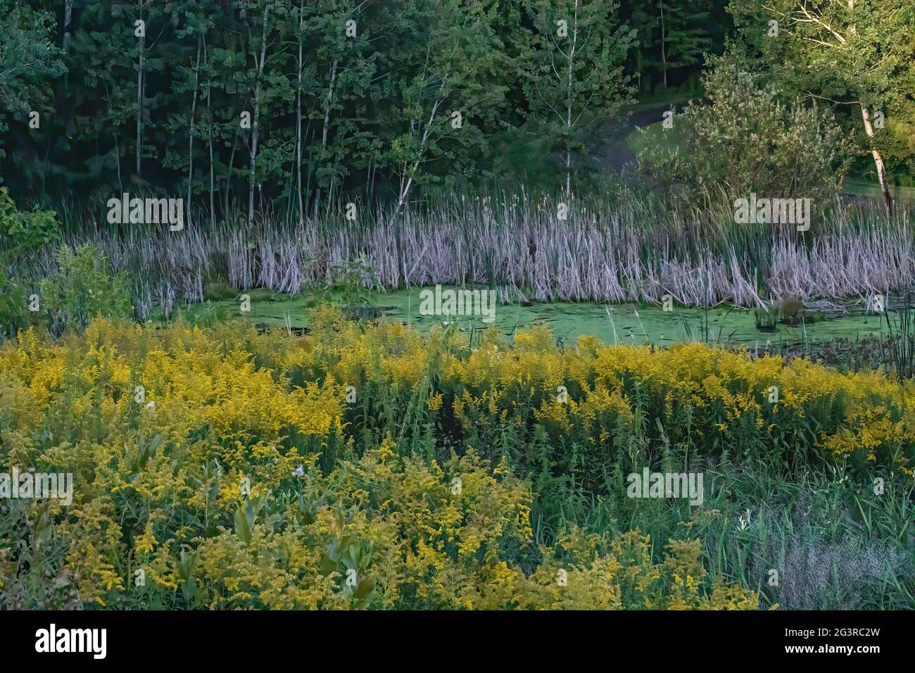 Swamp plants hi-res stock photography and images - Alamy