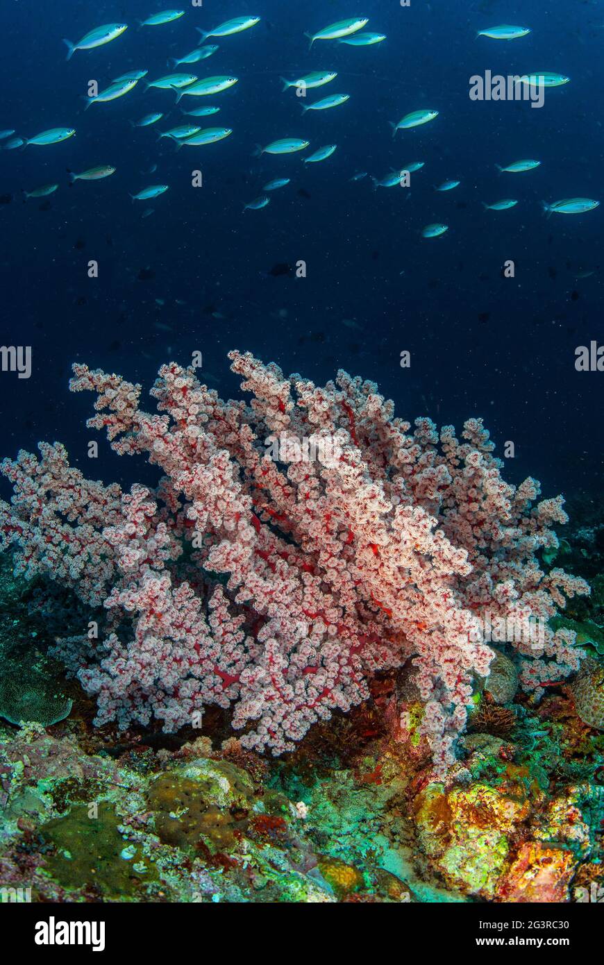 Polyps extended for feeding in the current hi-res stock photography and ...