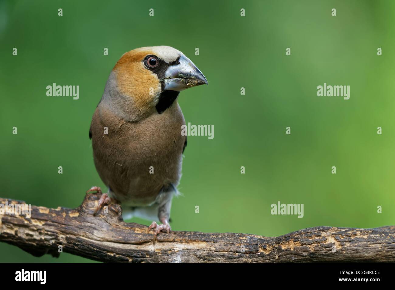 Nig bird hi-res stock photography and images - Alamy