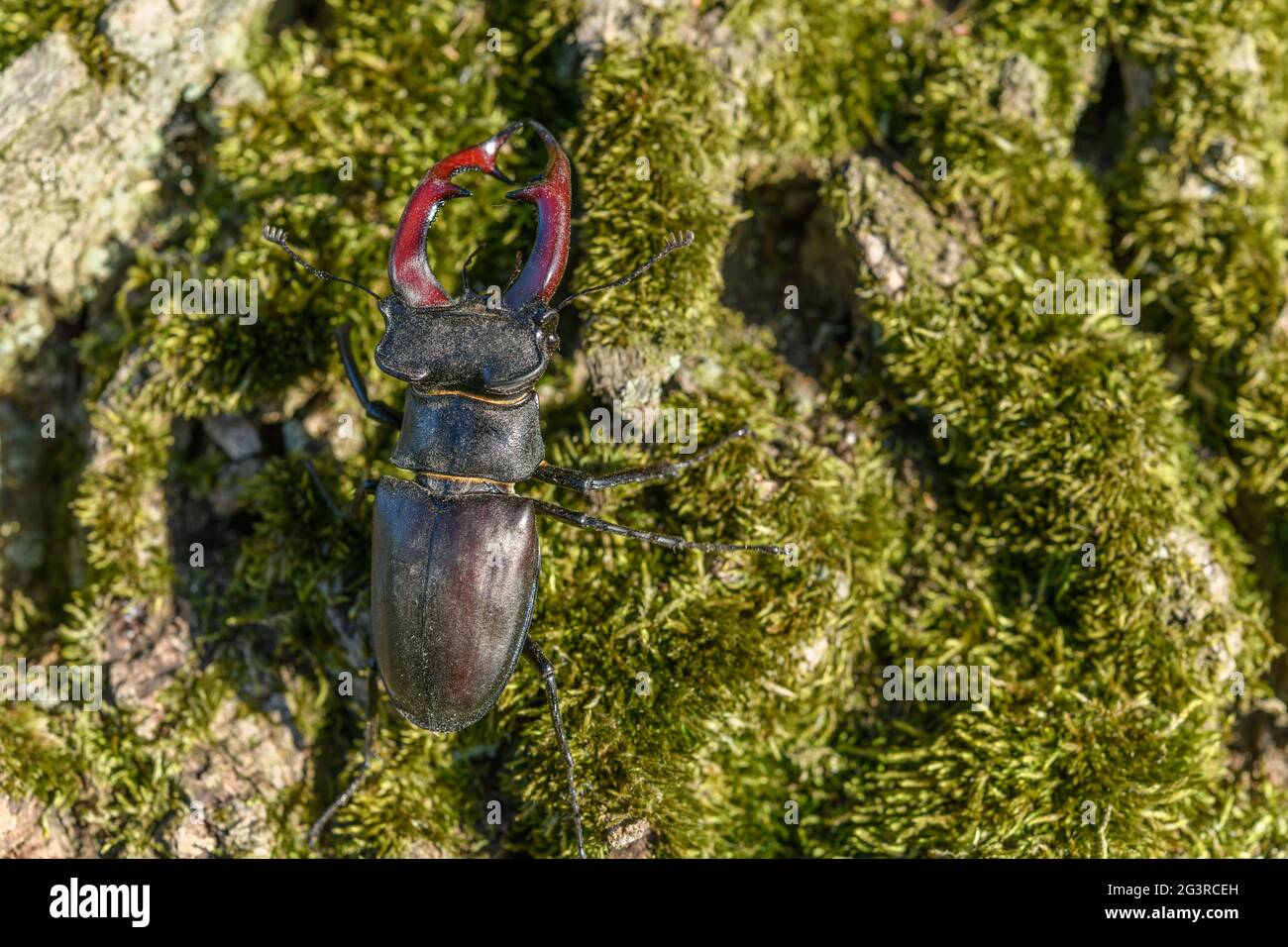 Kite stag beetle on the trunk of an oak tree in spring. France, Europe ...