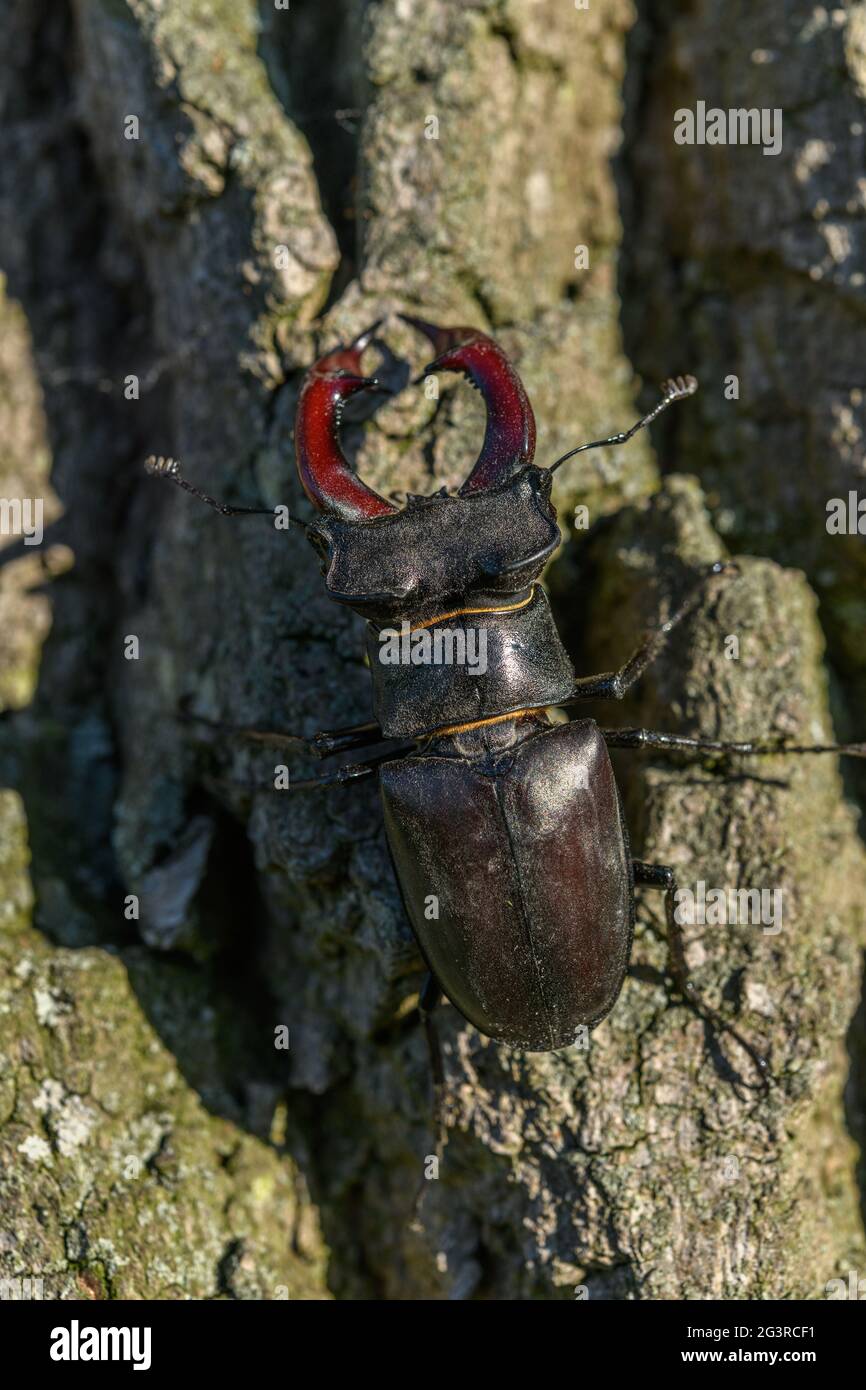 Kite stag beetle on the trunk of an oak tree in spring. France, Europe ...