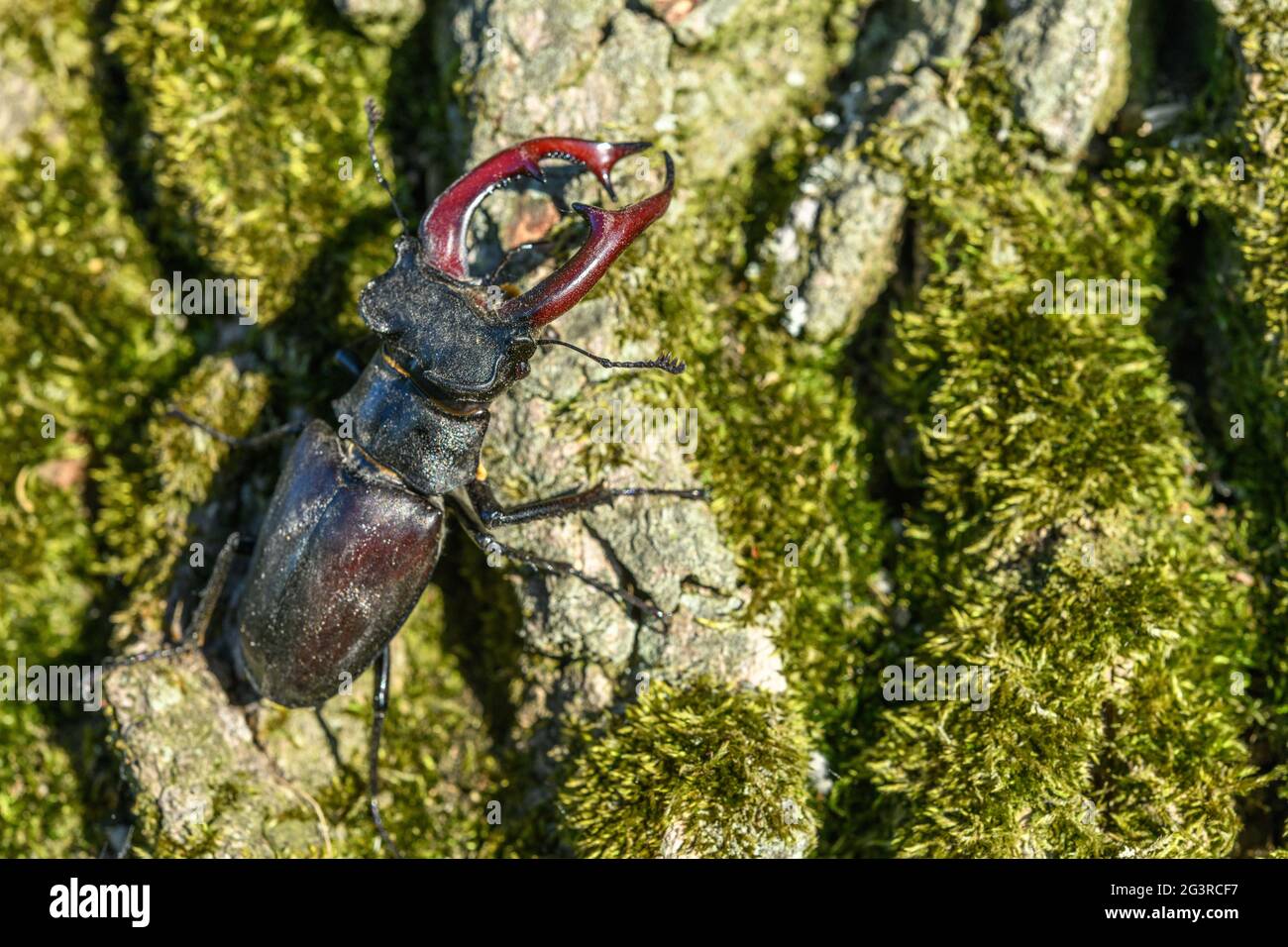 Kite stag beetle on the trunk of an oak tree in spring. France, Europe ...