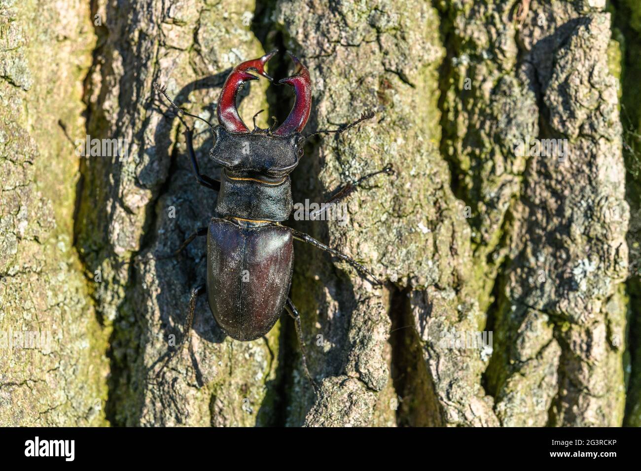 Kite stag beetle on the trunk of an oak tree in spring. France, Europe ...