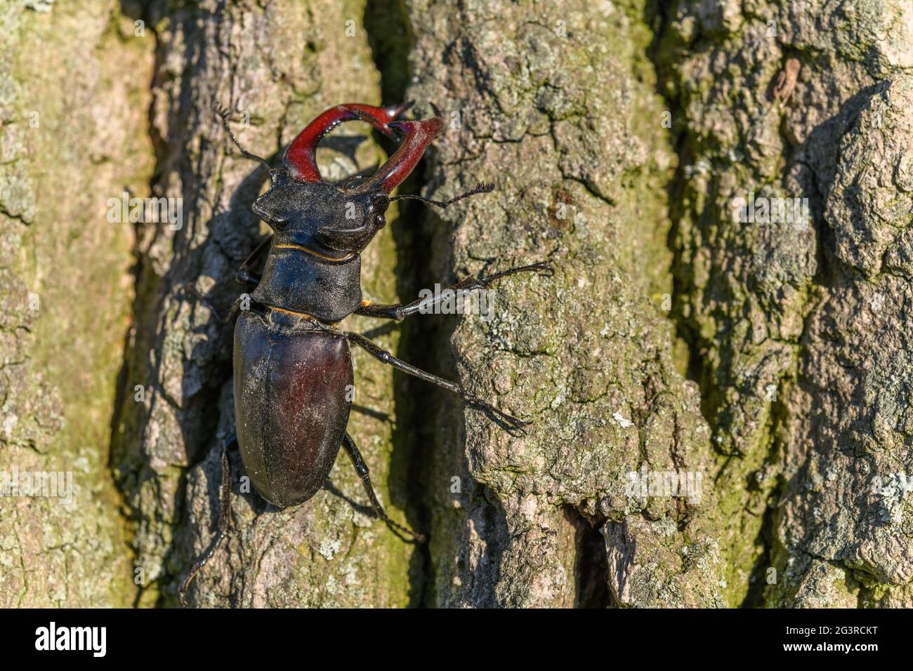 Kite stag beetle on the trunk of an oak tree in spring. France, Europe ...