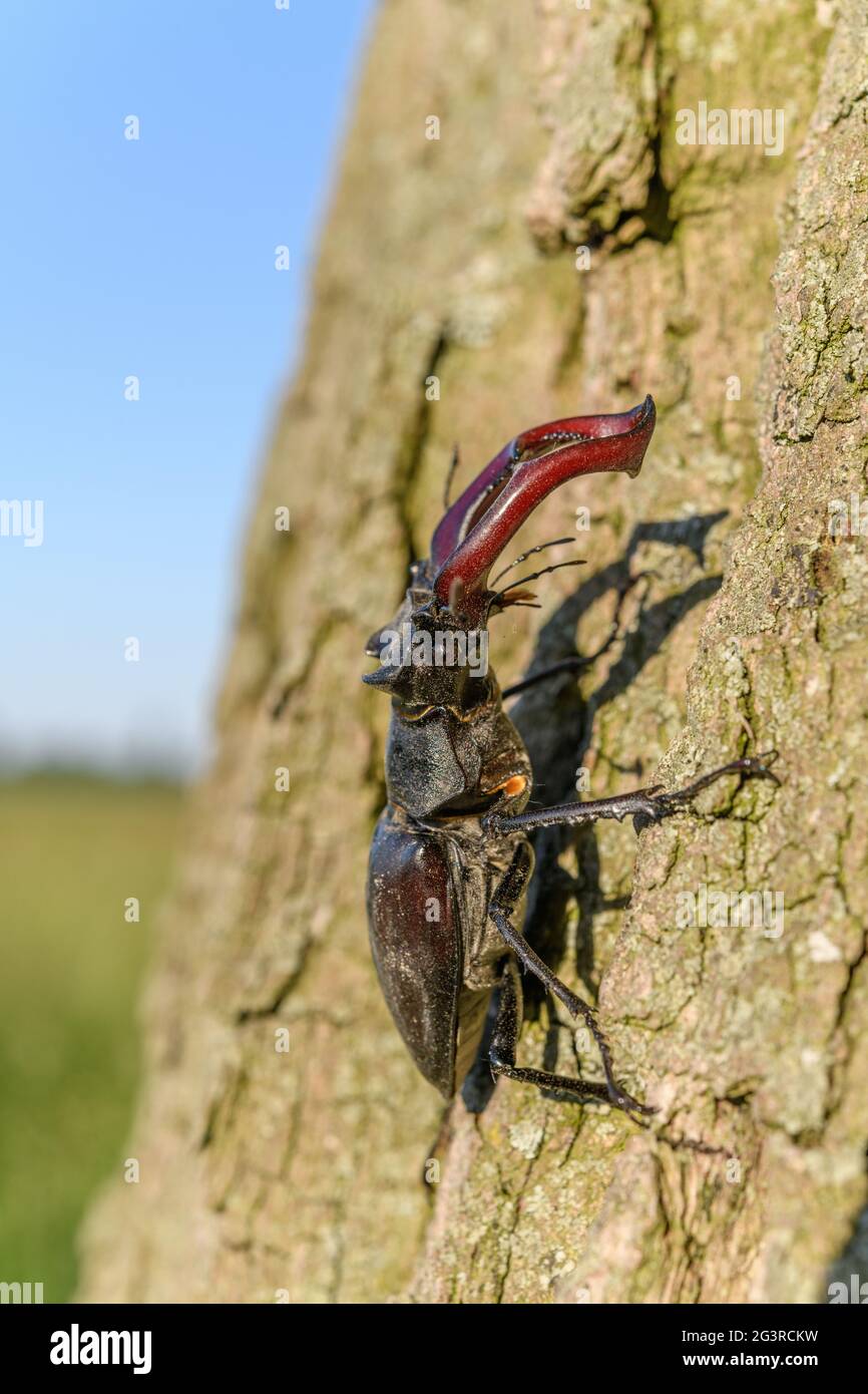 Kite stag beetle on the trunk of an oak tree in spring. France, Europe ...