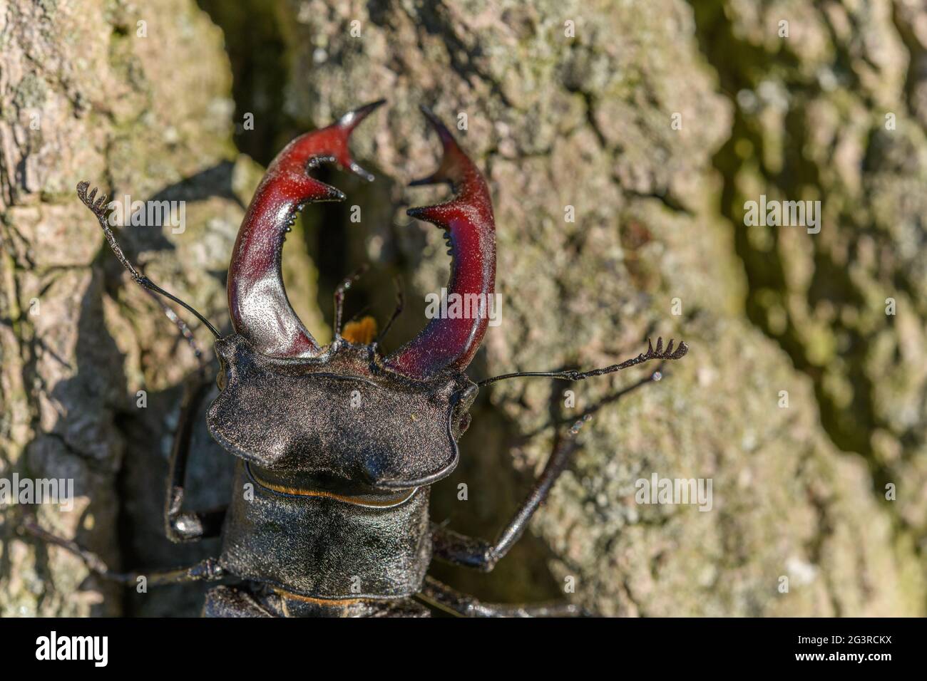 Kite stag beetle on the trunk of an oak tree in spring. France, Europe ...