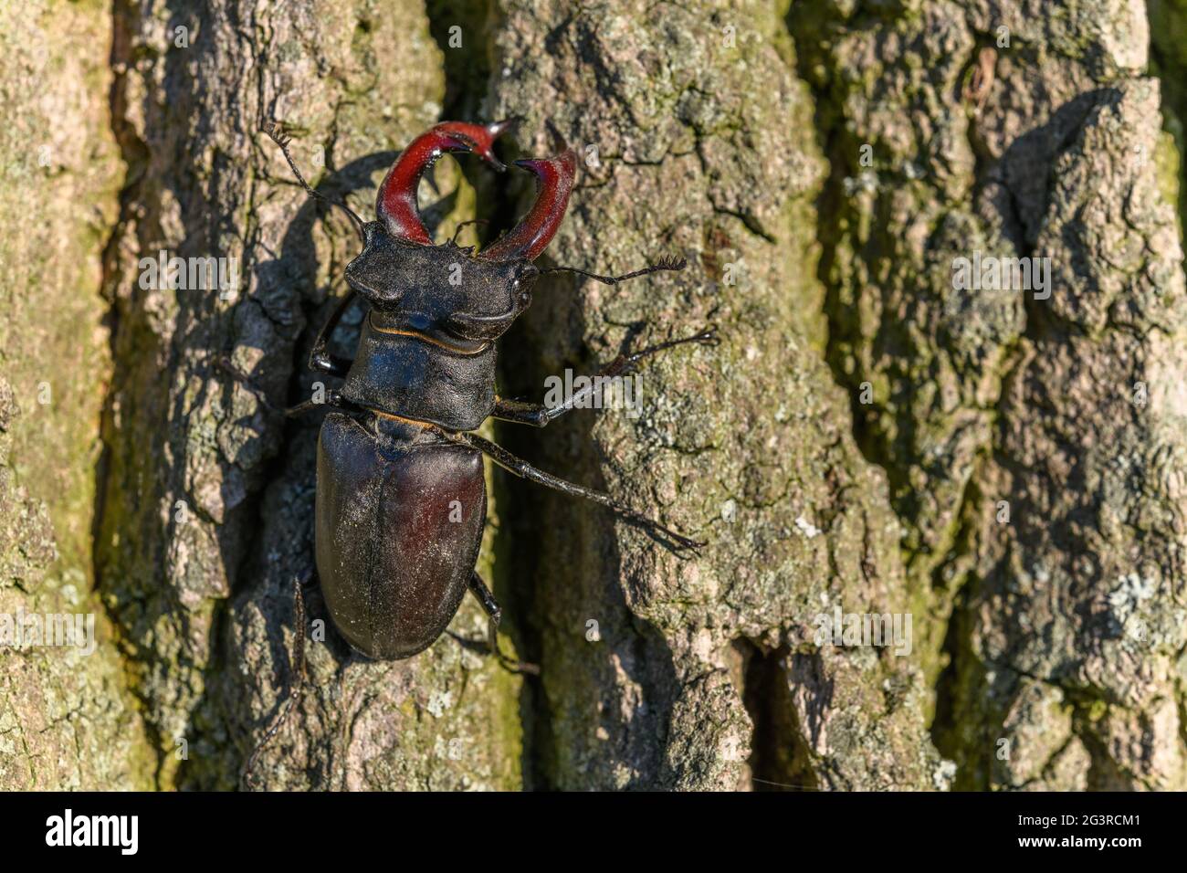 Kite stag beetle on the trunk of an oak tree in spring. France, Europe ...