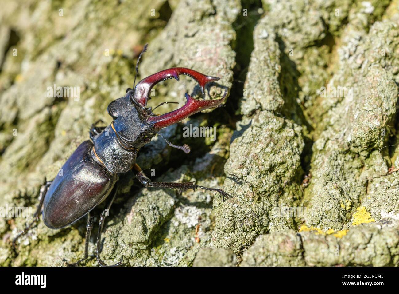 Kite stag beetle on the trunk of an oak tree in spring. France, Europe ...