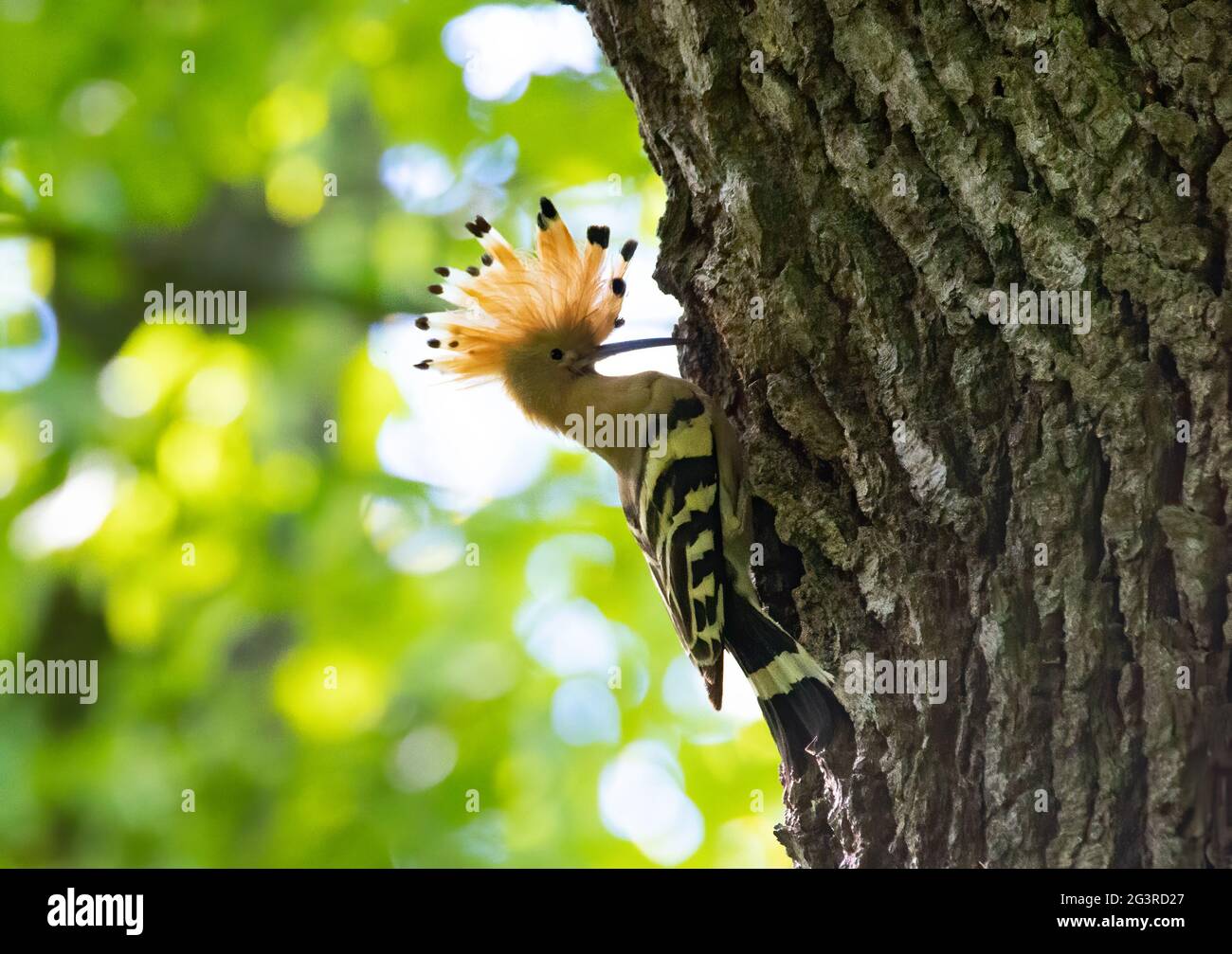 Hoopoe wallpaper hi-res stock photography and images - Alamy