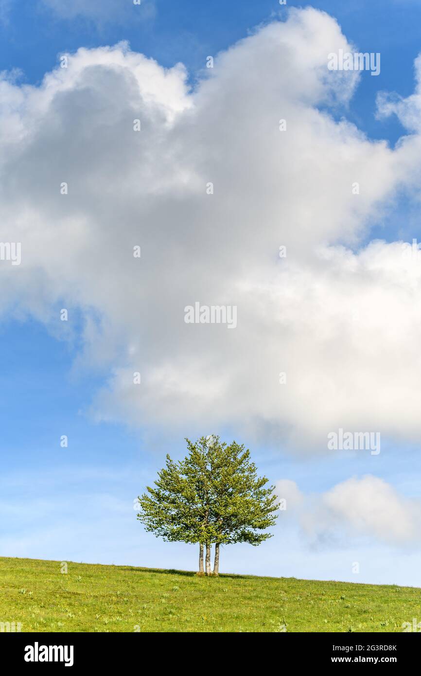The tree of liberty france hi-res stock photography and images - Alamy